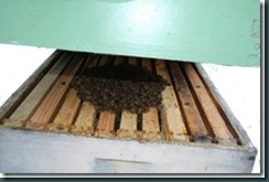 Beekeeping : LESSON 68: What Do Bees Do During The Winter? & Candy ...